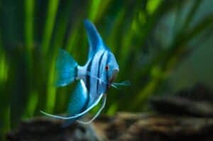 How Do Angelfish Adapt To Their Environment?