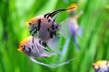 Why Do My Angelfish Keep Dying?