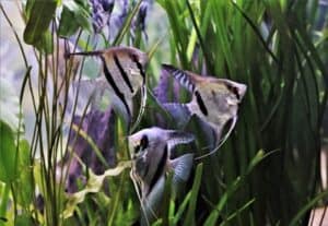 Why Is My Angelfish Swimming Sideways?