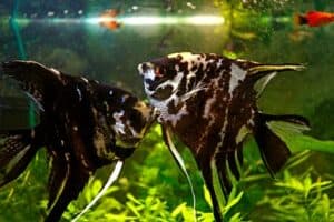 Why Do Angelfish Kiss? (Lip Locking in Fish)