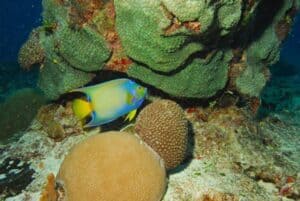 Can Fish Hear Sound?