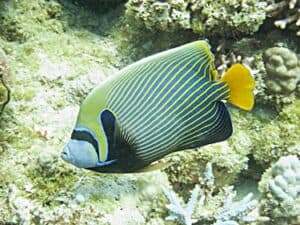 Can Fish Hear Sound?