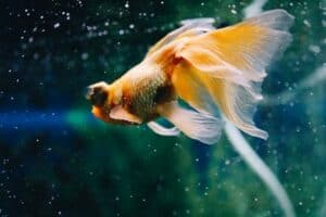 Why Do Fish Lose Their Color When They Die? (Fish Turning White)